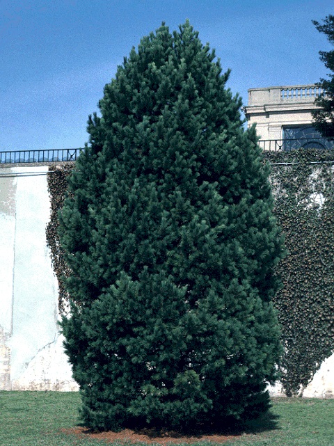 Pinus cembra (Swiss Stone Pine) Seed Description