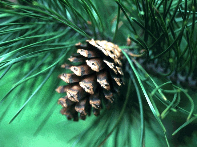 Pinus contorta latifolia (Lodgepole Pine) Seed Description
