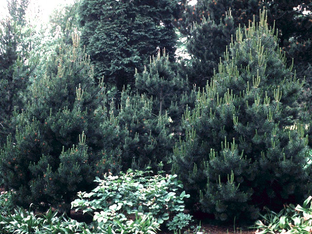 Pinus contorta latifolia (Lodgepole Pine) Seed Description