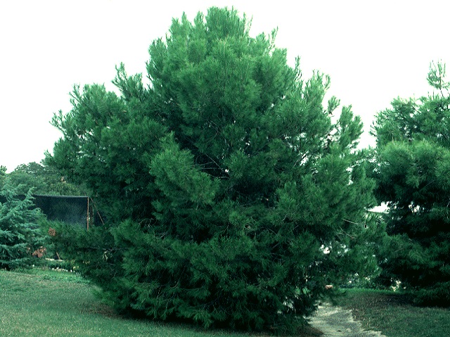 Pinus eldarica (Afghan Pine) Seed Description