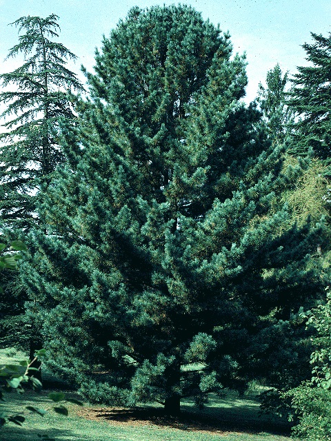 Pinus koraiensis (Korean Pine) Seed Description