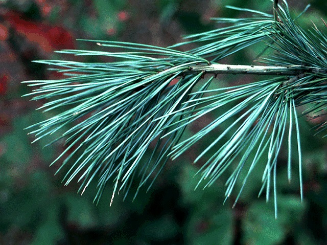 Pinus lambertiana (Sugar Pine) Seed Description