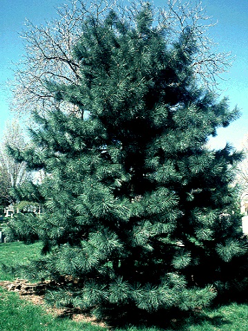 Pinus lambertiana (Sugar Pine) Seed Description