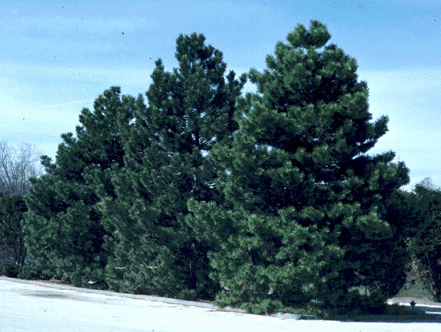 Pinus nigra (Austrian Pine) Seed Description