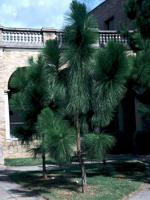 Pinus palustris (Longleaf Pine) Seed Description