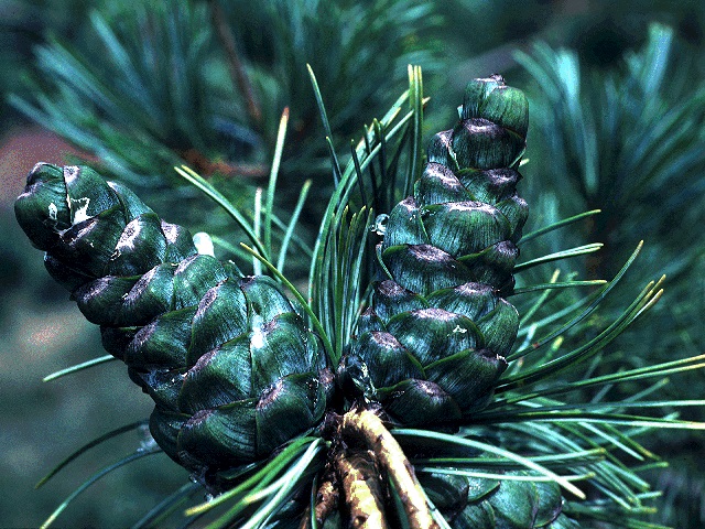 Pinus parviflora (Japanese White Pine) Seed Description