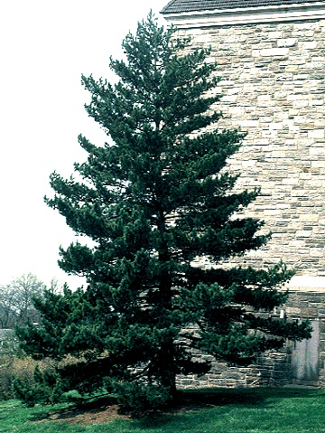 Pinus peuce (Balkan Pine) Seed Description