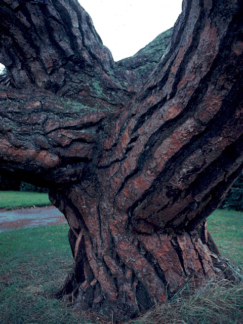 Pinus pinea (Italian Stone pine) Seed Description