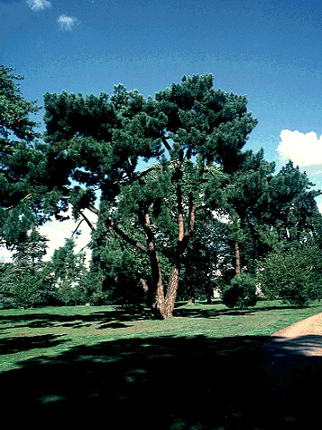 Pinus pinea (Italian Stone pine) Seed Description