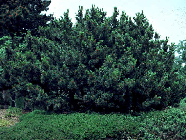 Pinus pumila (Japanese Stone Pine) Seed Description