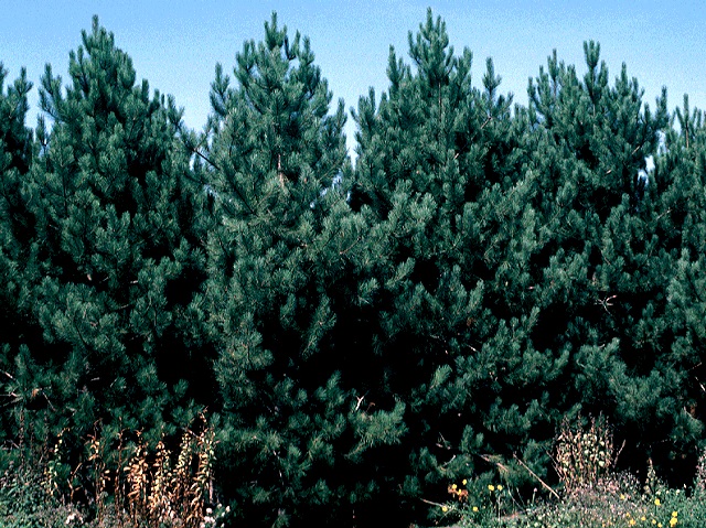 Pinus resinosa (Red Pine) Seed Description