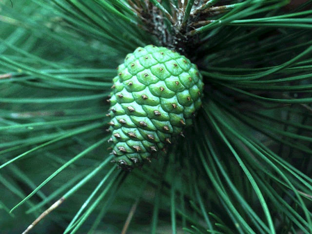 Pinus rigida (Pitch Pine) Seed Description