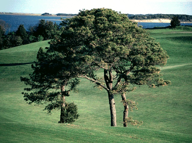 Pinus rigida (Pitch Pine) Seed Description