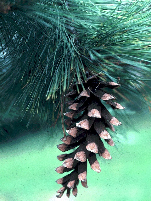 Pinus strobus Southern Sources (Southern White Pine) Seed Description