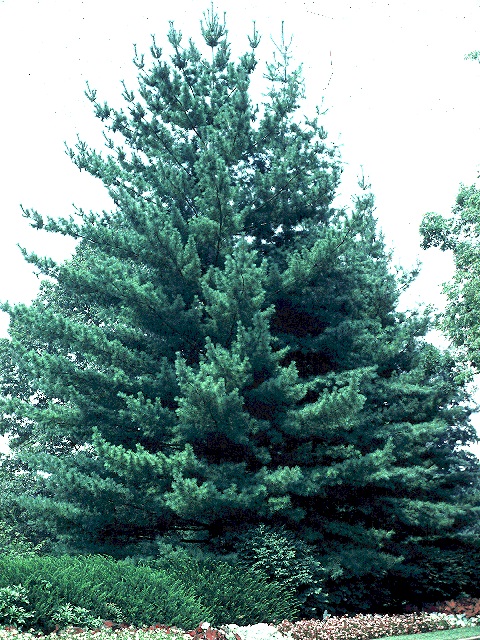 Pinus strobus Southern Sources (Southern White Pine) Seed Description