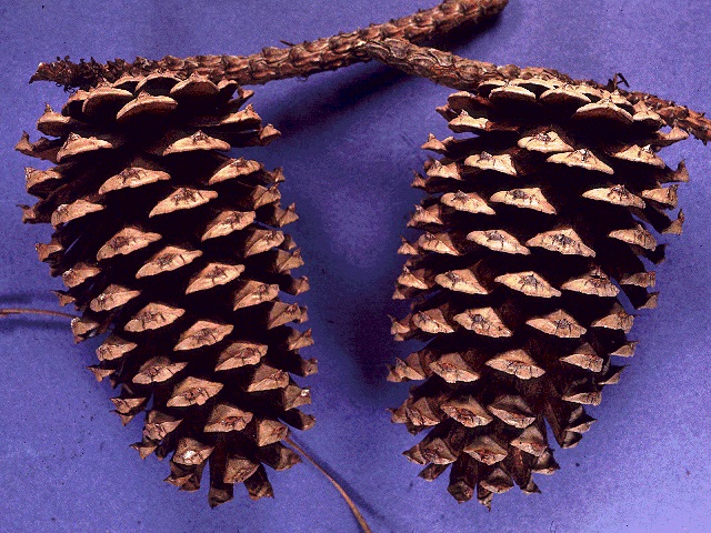 Pinus taeda (Loblolly Pine) Seed Description