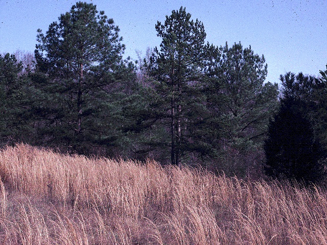 Pinus taeda (Loblolly Pine) Seed Description