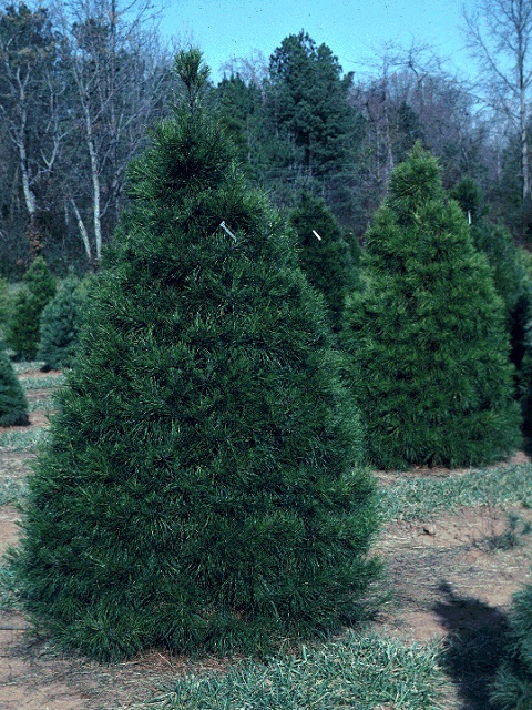 Pinus virginiana (Virginia Pine) Seed Description