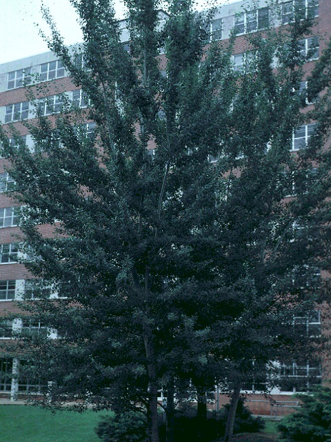Populus tremuloides (Quaking Aspen) Seed Description