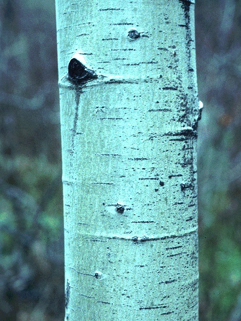 Populus tremuloides (Quaking Aspen) Seed Description
