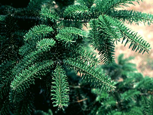 Abies procera (Noble Fir) Seed Description