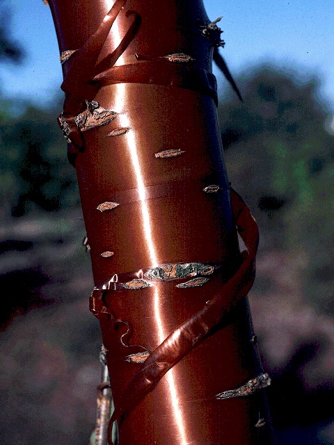 Prunus maackii Certified (Amur Chokecherry) Seed Description