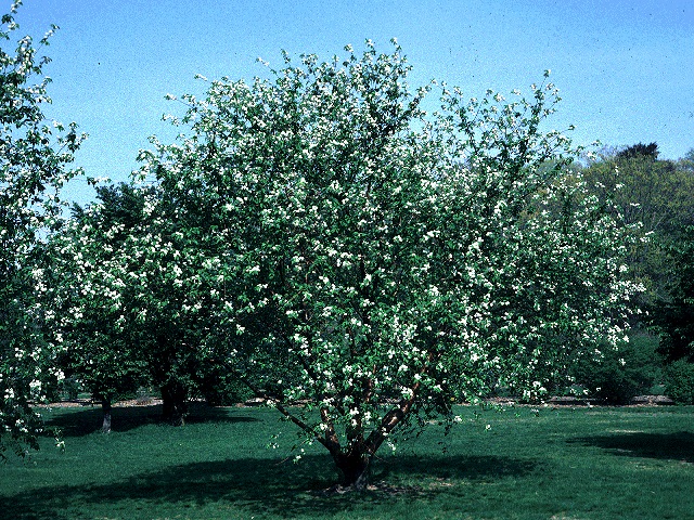 Prunus maackii Certified (Amur Chokecherry) Seed Description