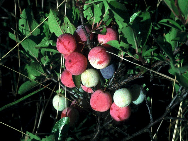 Prunus maritima (Beach Plum) Seed Description