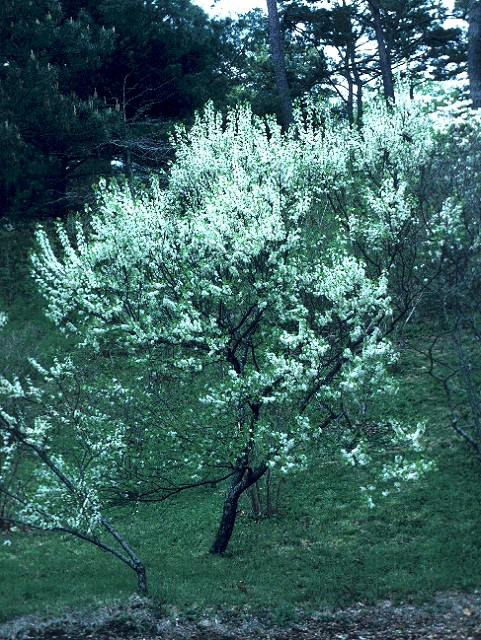 Prunus maritima (Beach Plum) Seed Description