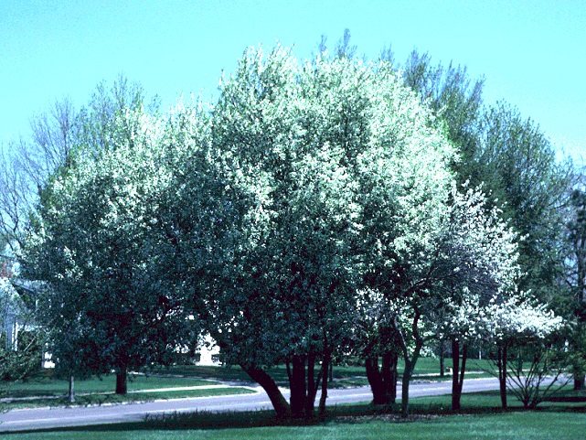 Prunus padus (Bird Cherry) Seed Description