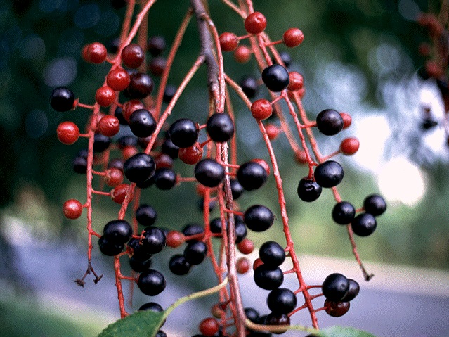 Prunus serotina (Black Cherry) Seed Description