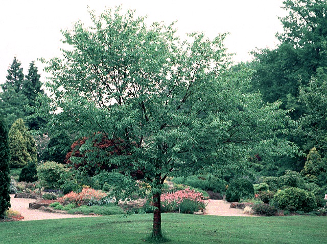 Prunus serrula (Paperbark Cherry) Seed Description