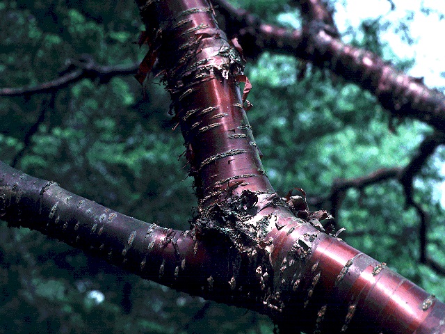 Prunus serrula (Paperbark Cherry) Seed Description