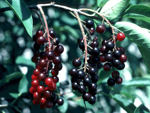 Prunus virginiana (Black Chokecherry) Seed Description