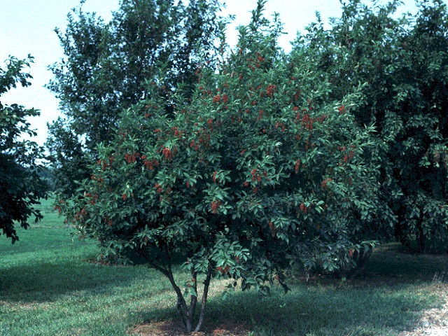 Prunus virginiana (Black Chokecherry) Seed Description