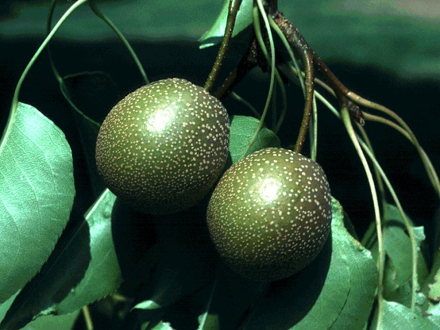 Pyrus pyrifolia (Sand Pear) Seed Description