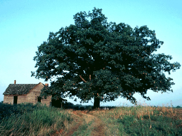 Quercus alba (White Oak) Seed Description
