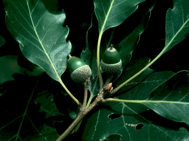 Quercus bicolor (Swamp White Oak) Seed Description