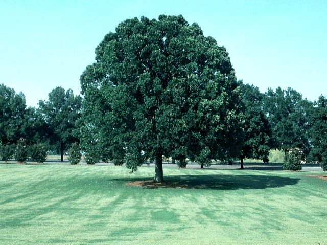 Quercus lyrata (Overcup Oak) Seed Description