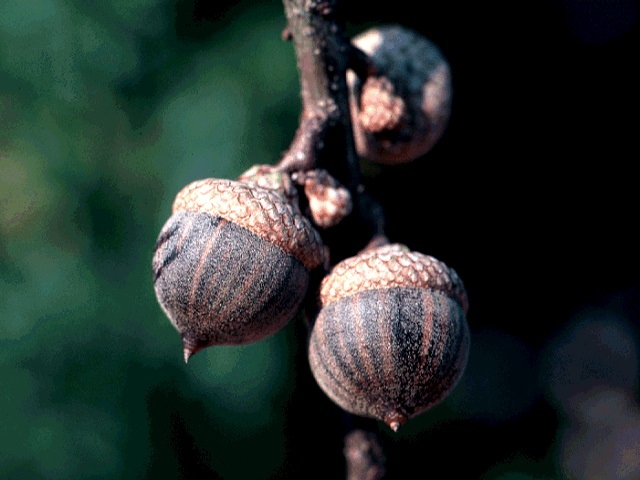 Quercus palustris (Pin Oak) Seed Description