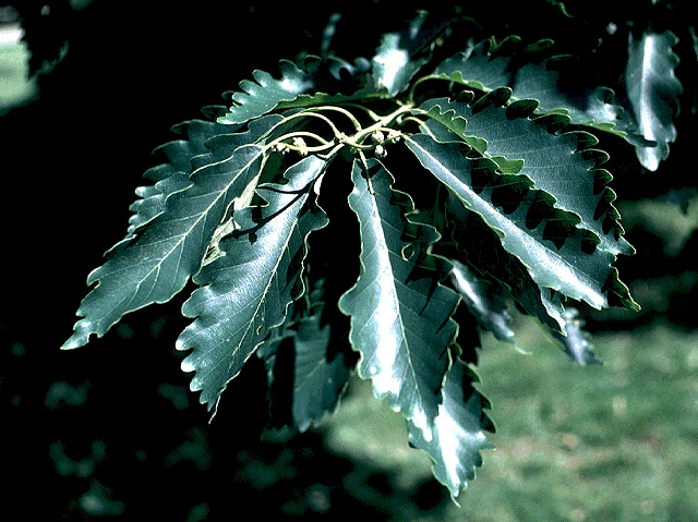Quercus prinus (Chesnut Oak) Seed Description