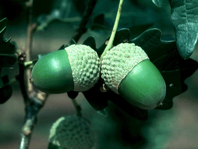 Quercus robur (English Oak) Seed Description