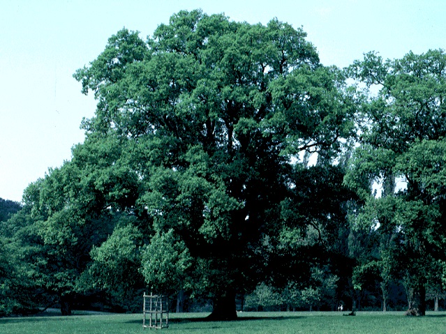 Quercus robur (English Oak) Seed Description
