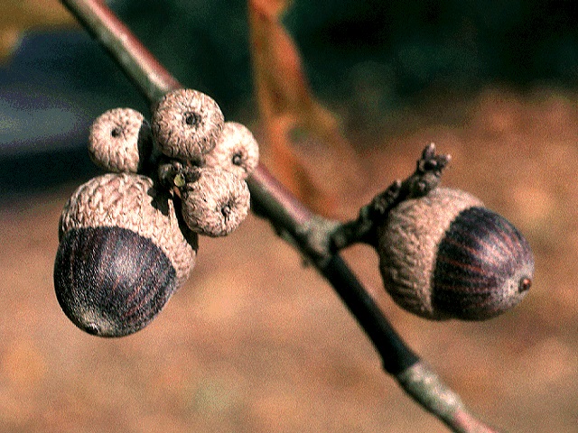Quercus shumardii (Shumard Oak) Seed Description