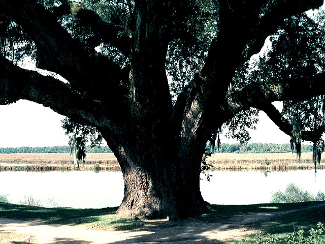 Quercus virginiana (Live Oak) Seed Description