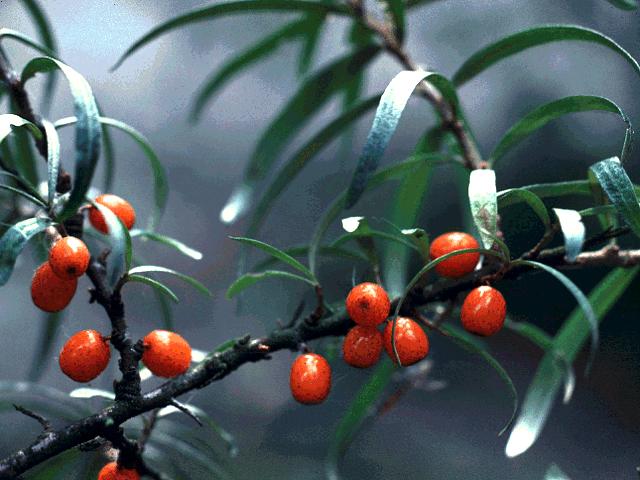 Hippophae rhamnoides (Sea Buckthorn) Seed Description