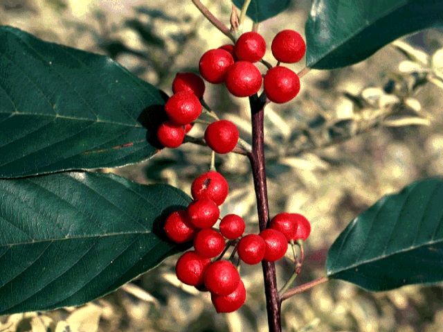 Rhamnus caroliniana c.s. (Carolina Buckthorn) Seed Description
