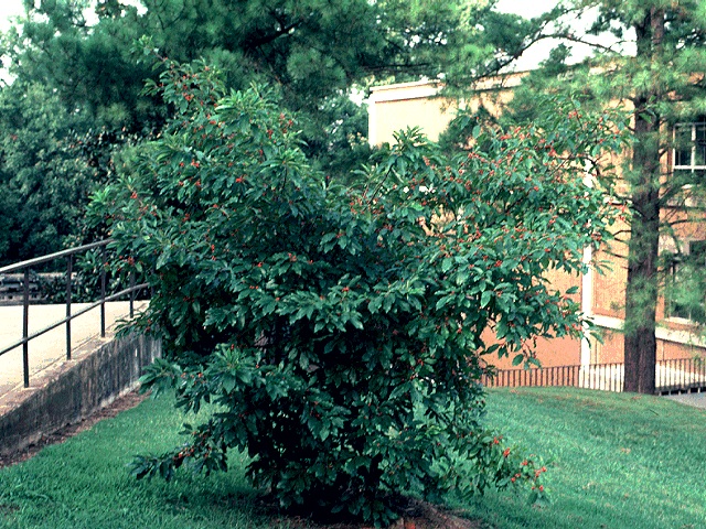 Rhamnus caroliniana c.s. (Carolina Buckthorn) Seed Description