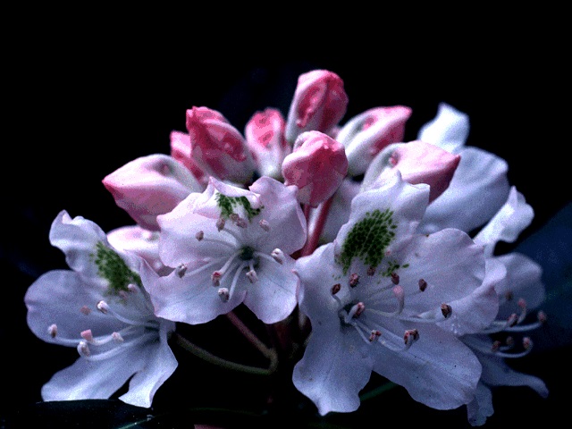 Rhododendron maximum (Rosebay) Seed Description