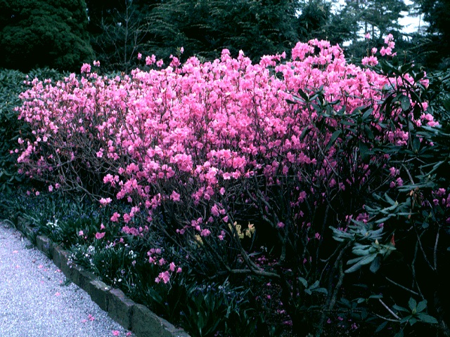 Rhododendron mucronulatum (Korean Rhododendron) Seed Description